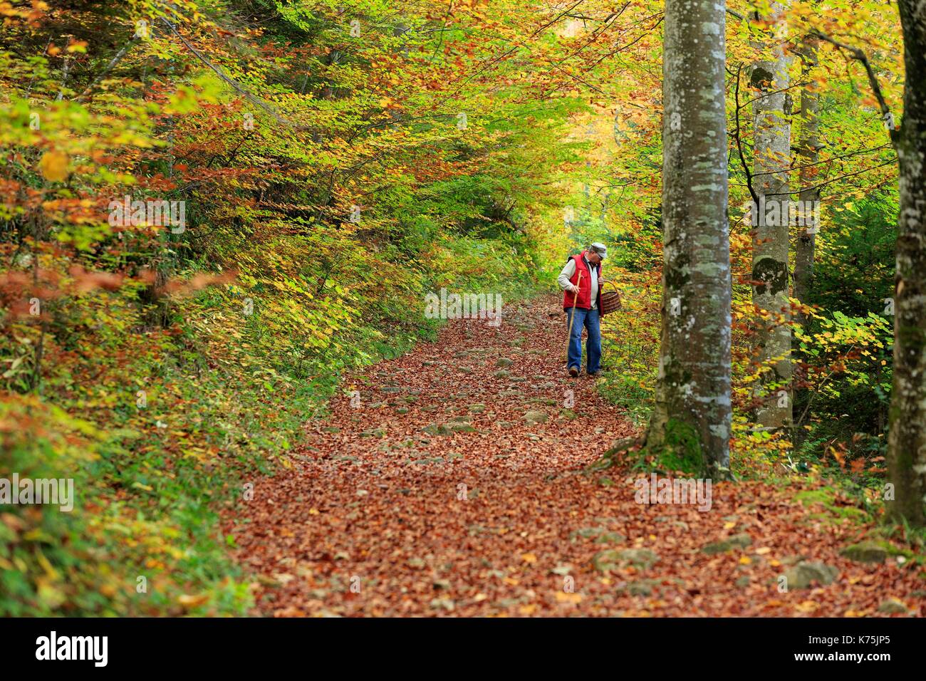 France, Drome, Saou, the forest of Saou Stock Photo - Alamy