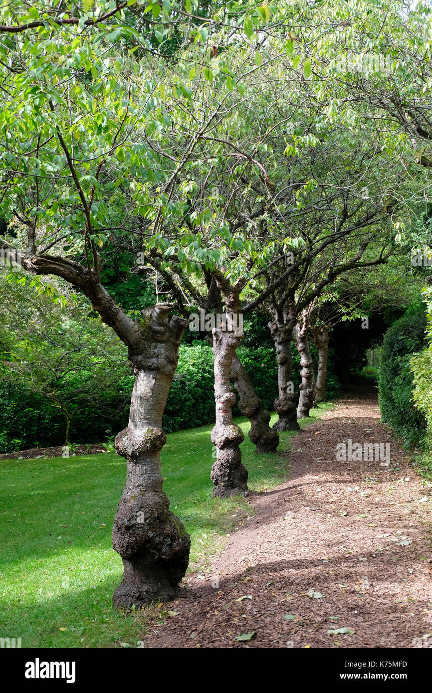 Gnarled tree trunks hi-res stock photography and images - Alamy