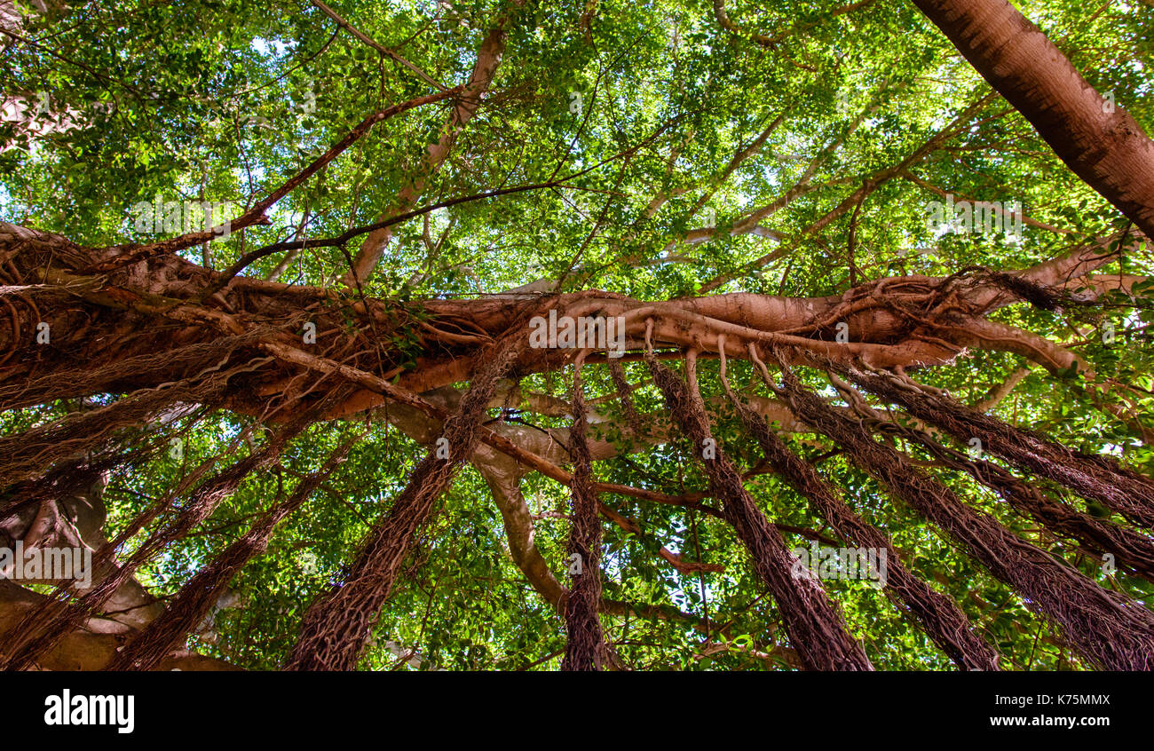 Hanging roots hi-res stock photography and images - Alamy