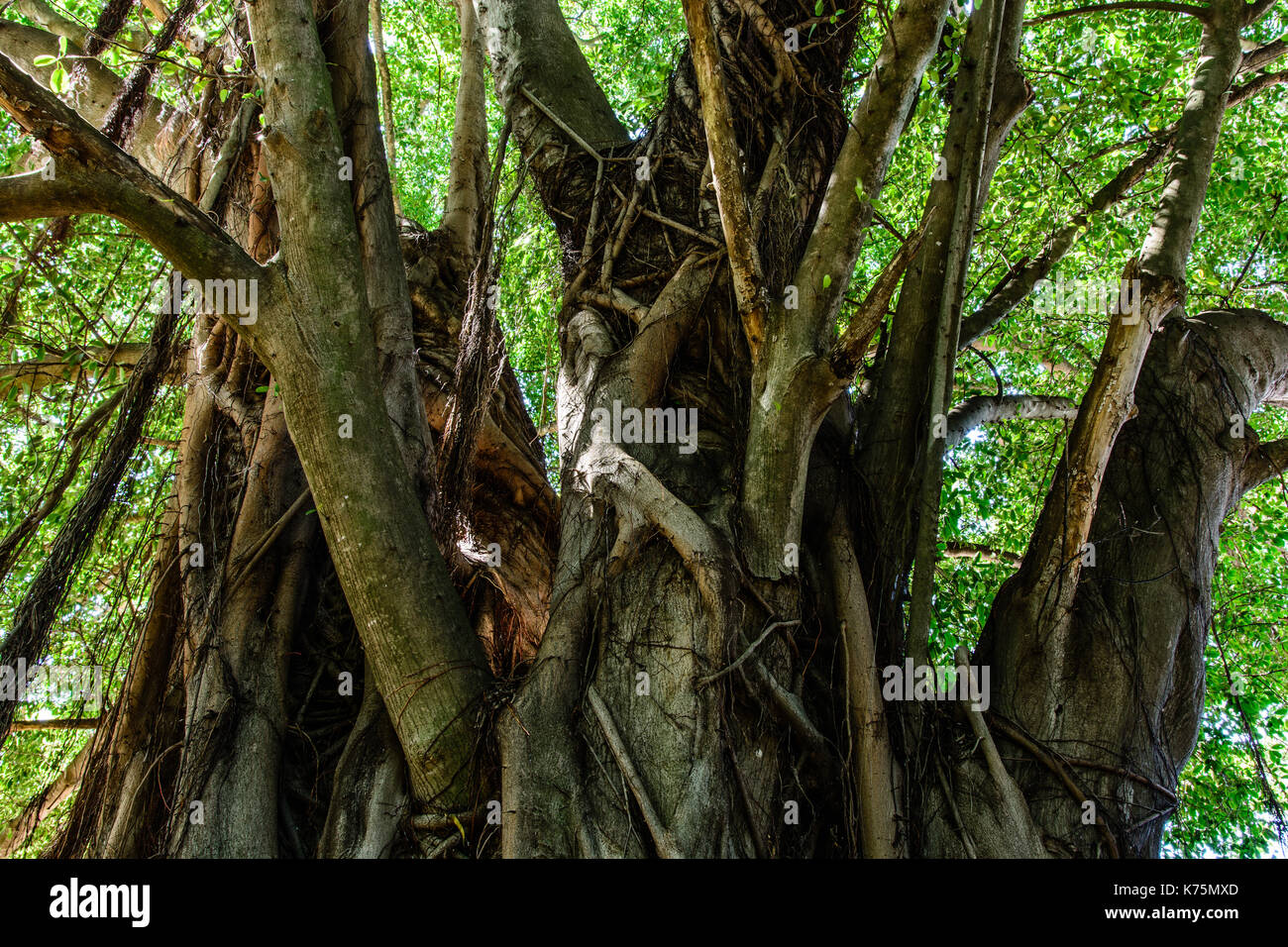 Big Massive Tree Roots High Resolution Stock Photography and Images - Alamy