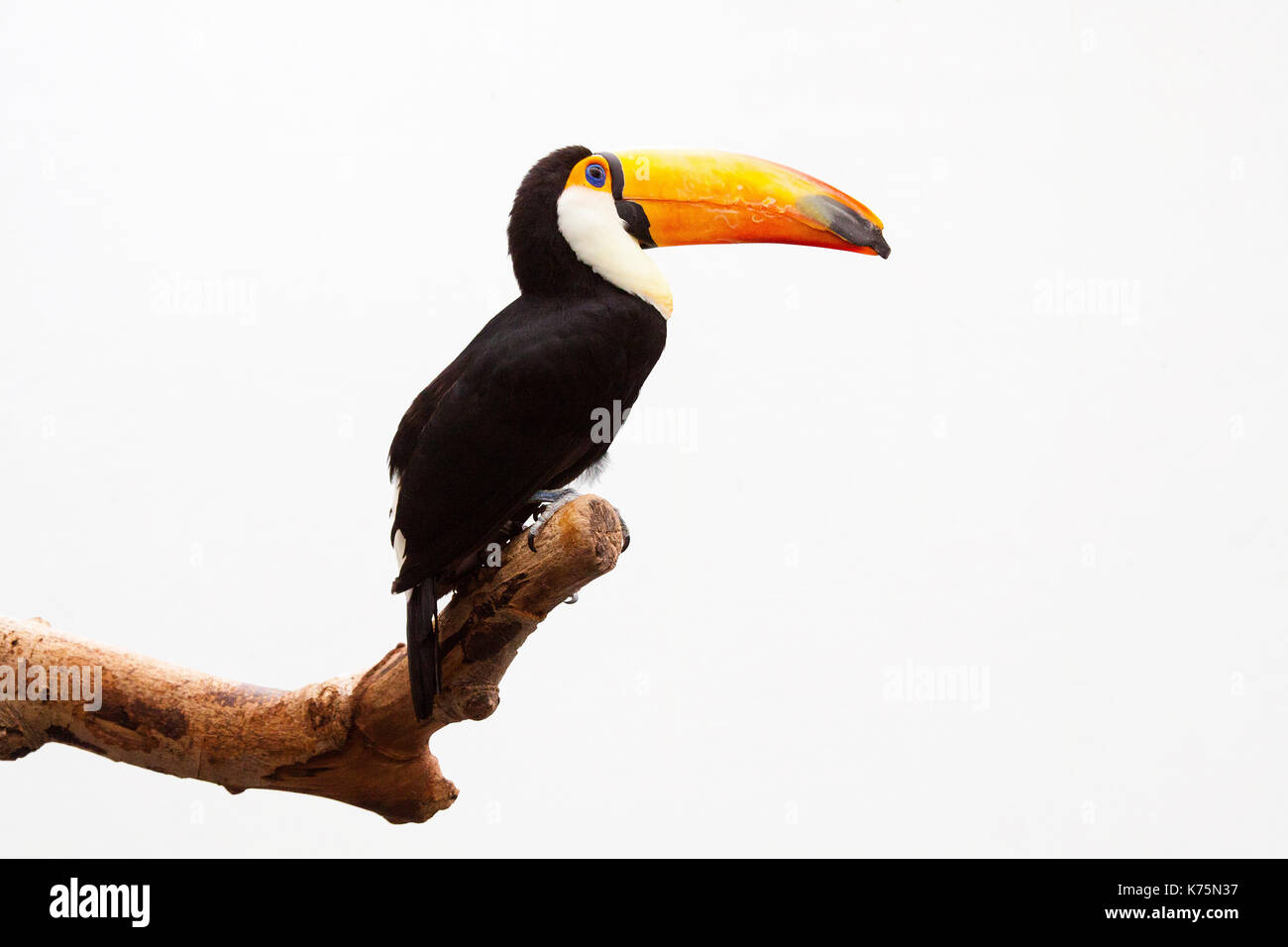 Toucan over white backround Stock Photo - Alamy