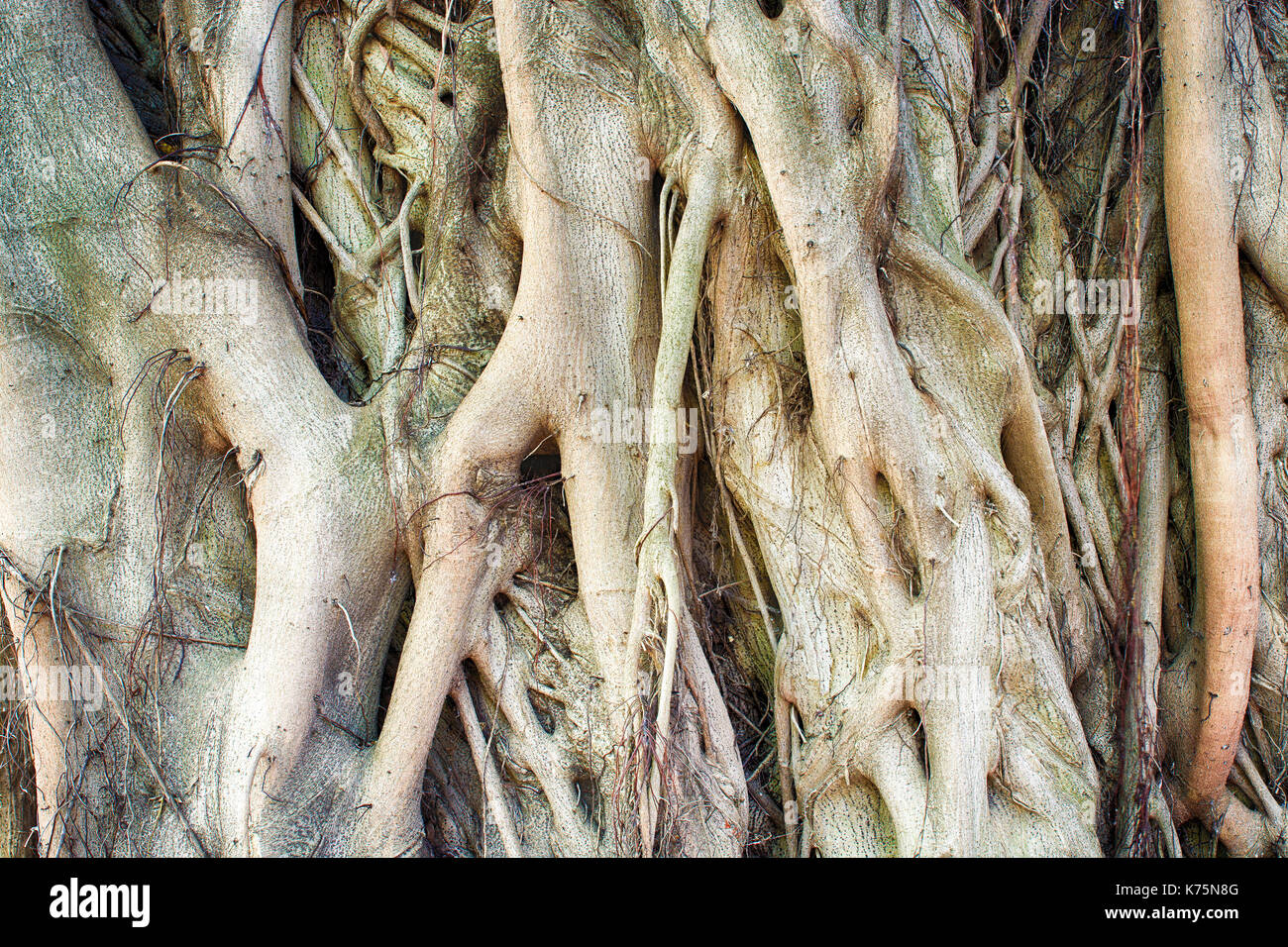 Africa tree root hi-res stock photography and images - Alamy