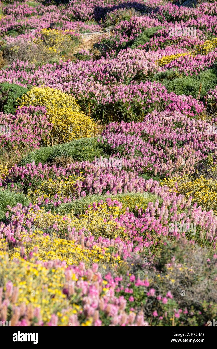 Greece, Eastern Crete, Lassithi district, surroundings of Ierapetra ...