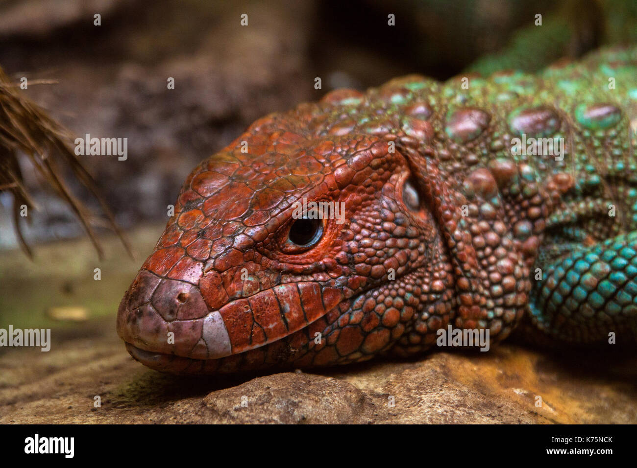 Red head lizard hi-res stock photography and images - Alamy