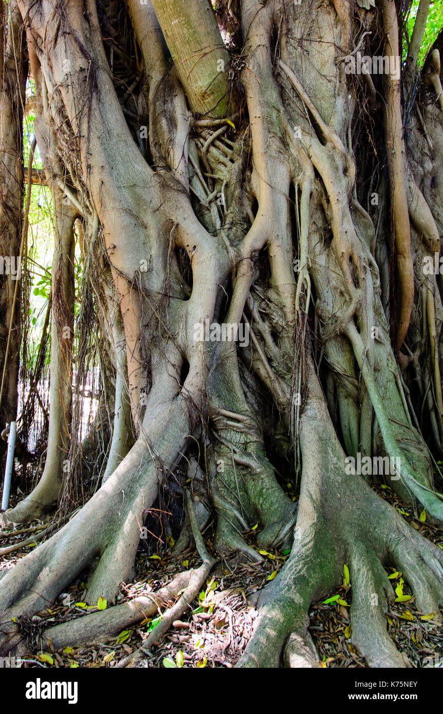 Africa Tree Root High Resolution Stock Photography and Images - Alamy