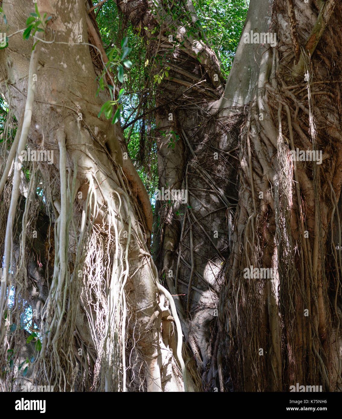 Tree root hanging hi-res stock photography and images - Alamy
