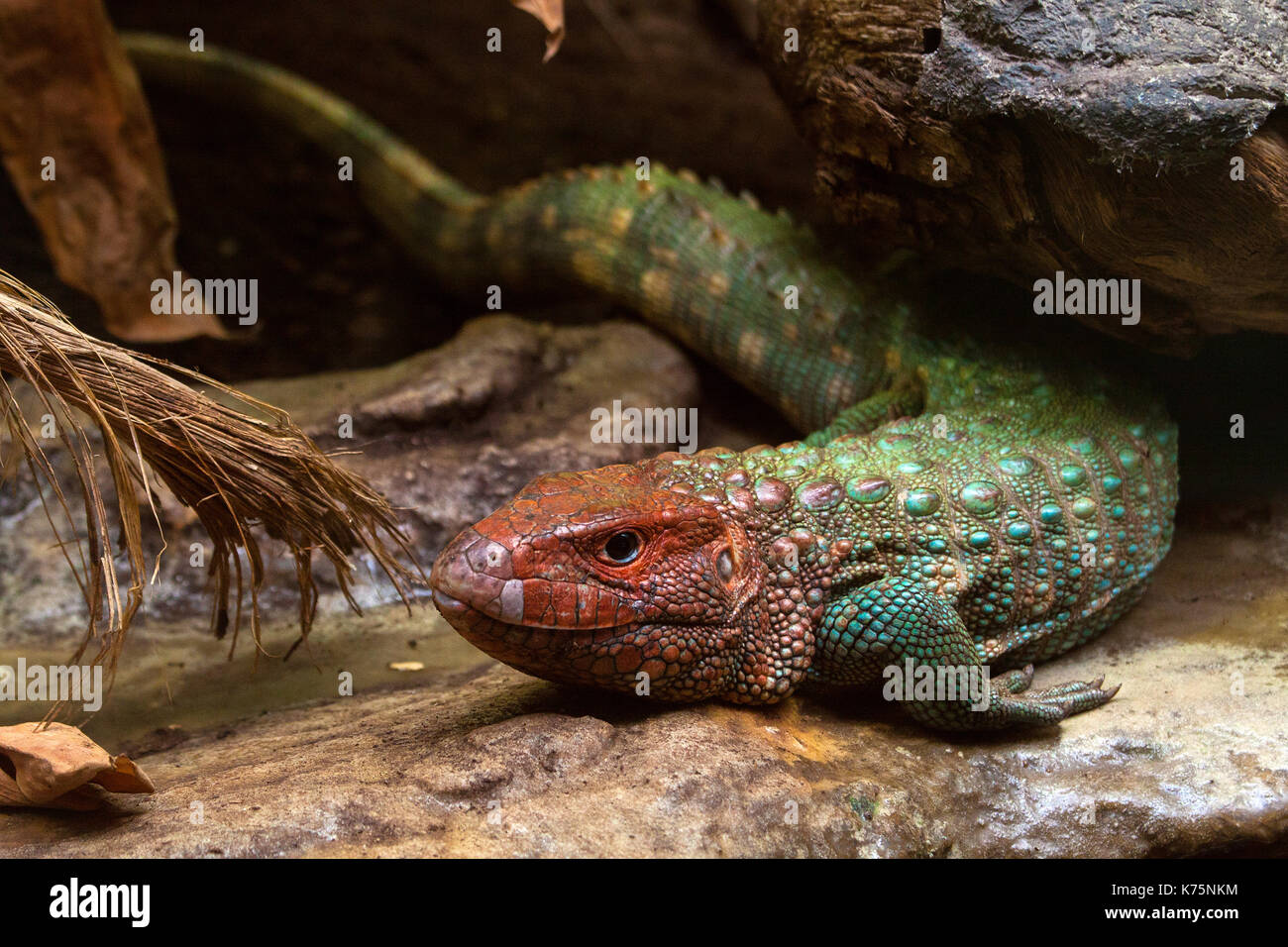 Yellow headed lizard hi-res stock photography and images - Alamy