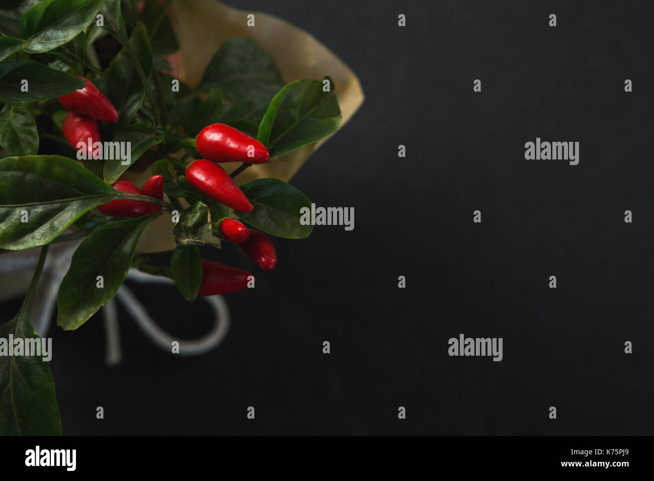 Chilli leaves hi-res stock photography and images - Alamy