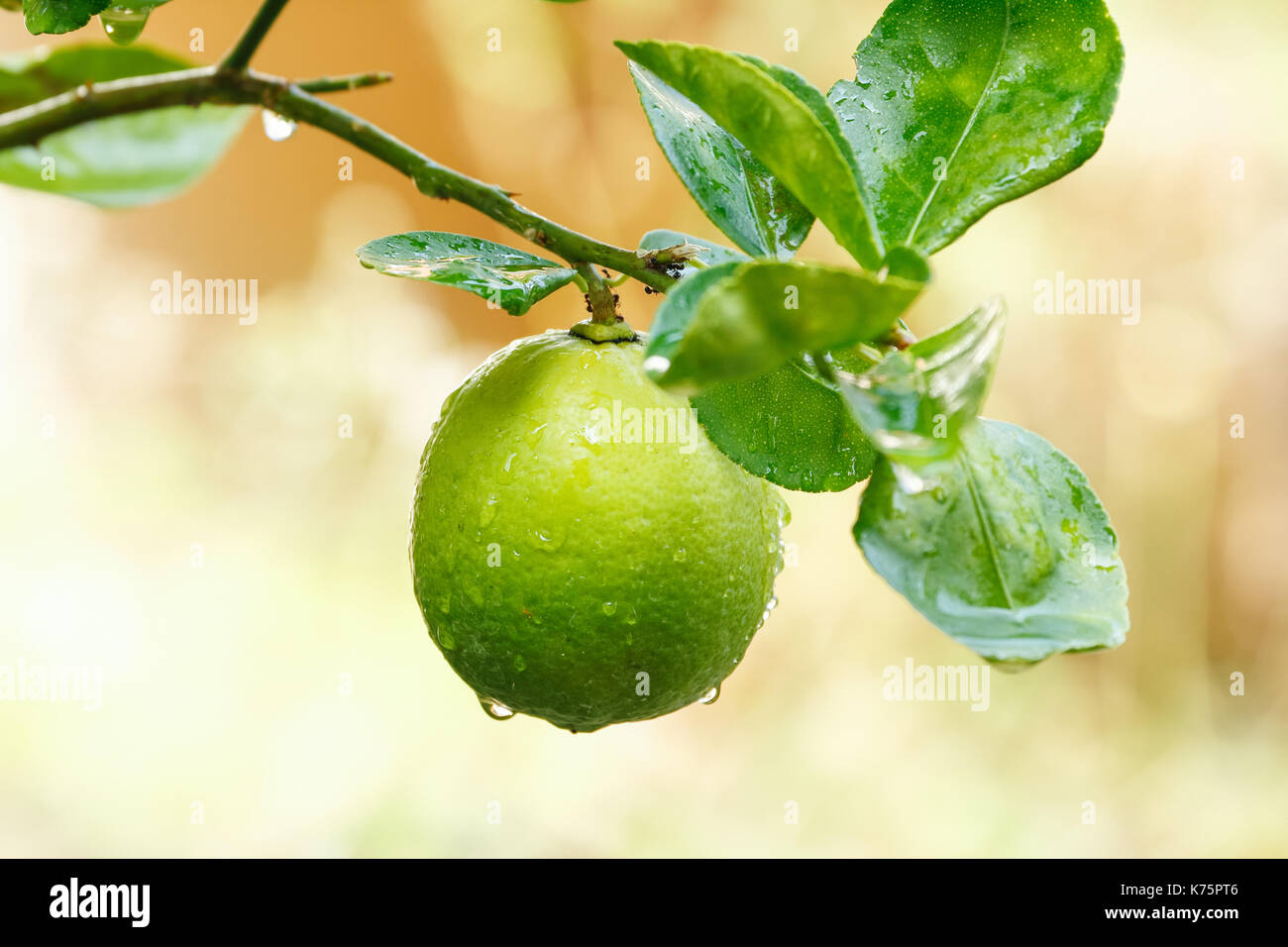 Lime fruit on the tree Stock Photo - Alamy