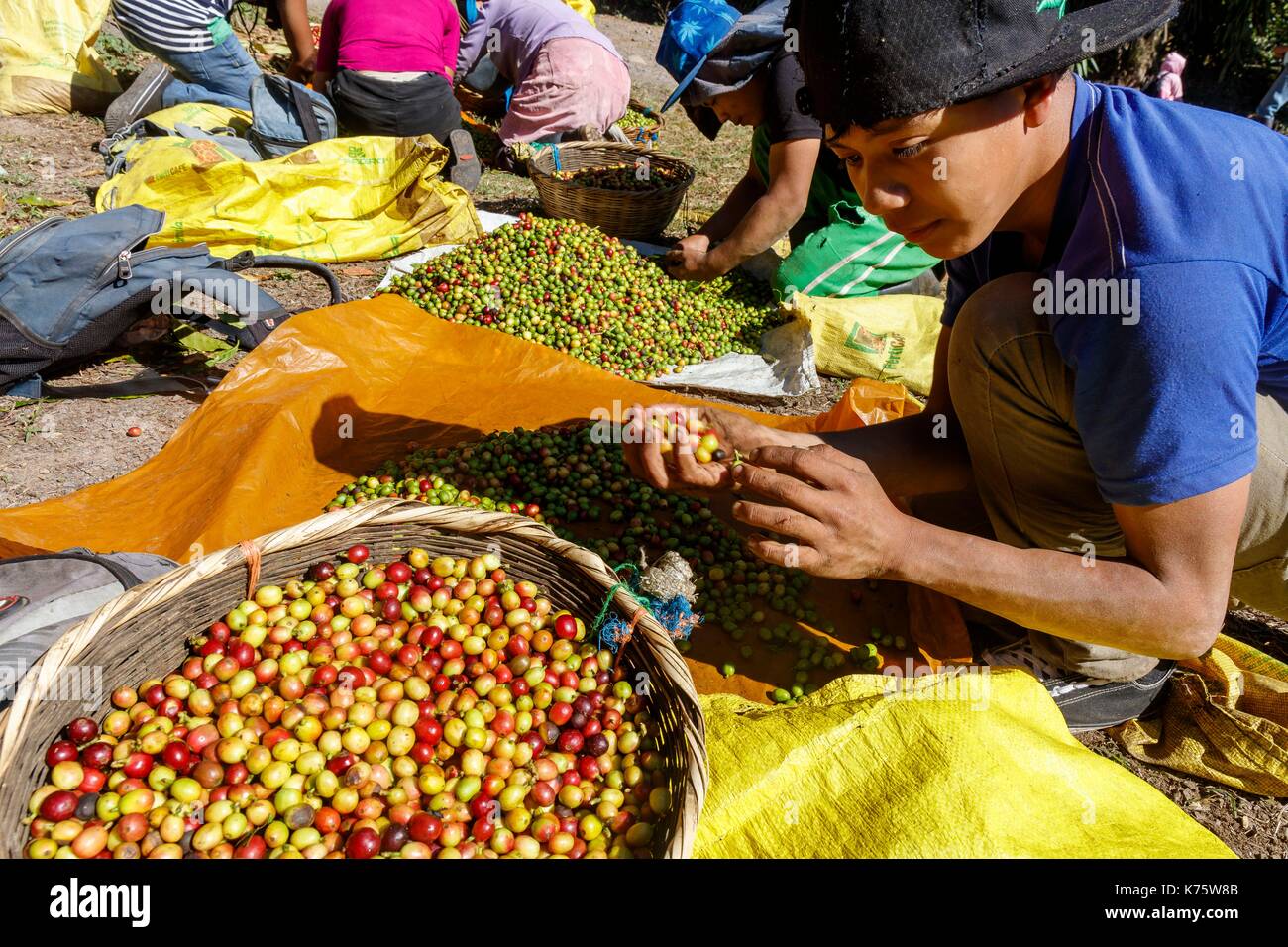 Selva negra nicaragua hi-res stock photography and images - Alamy