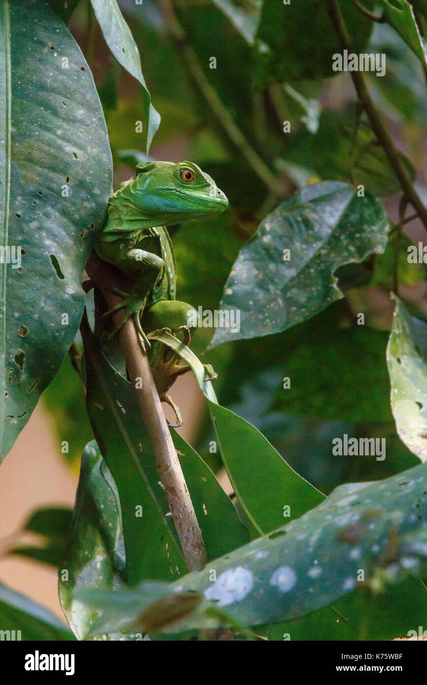 Papaturro nicaragua hi-res stock photography and images - Alamy