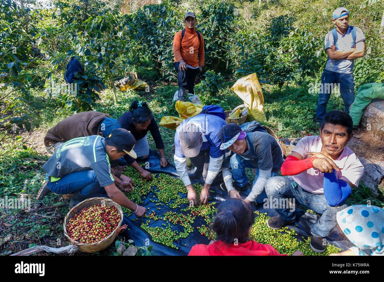 Selva negra nicaragua hi-res stock photography and images - Alamy