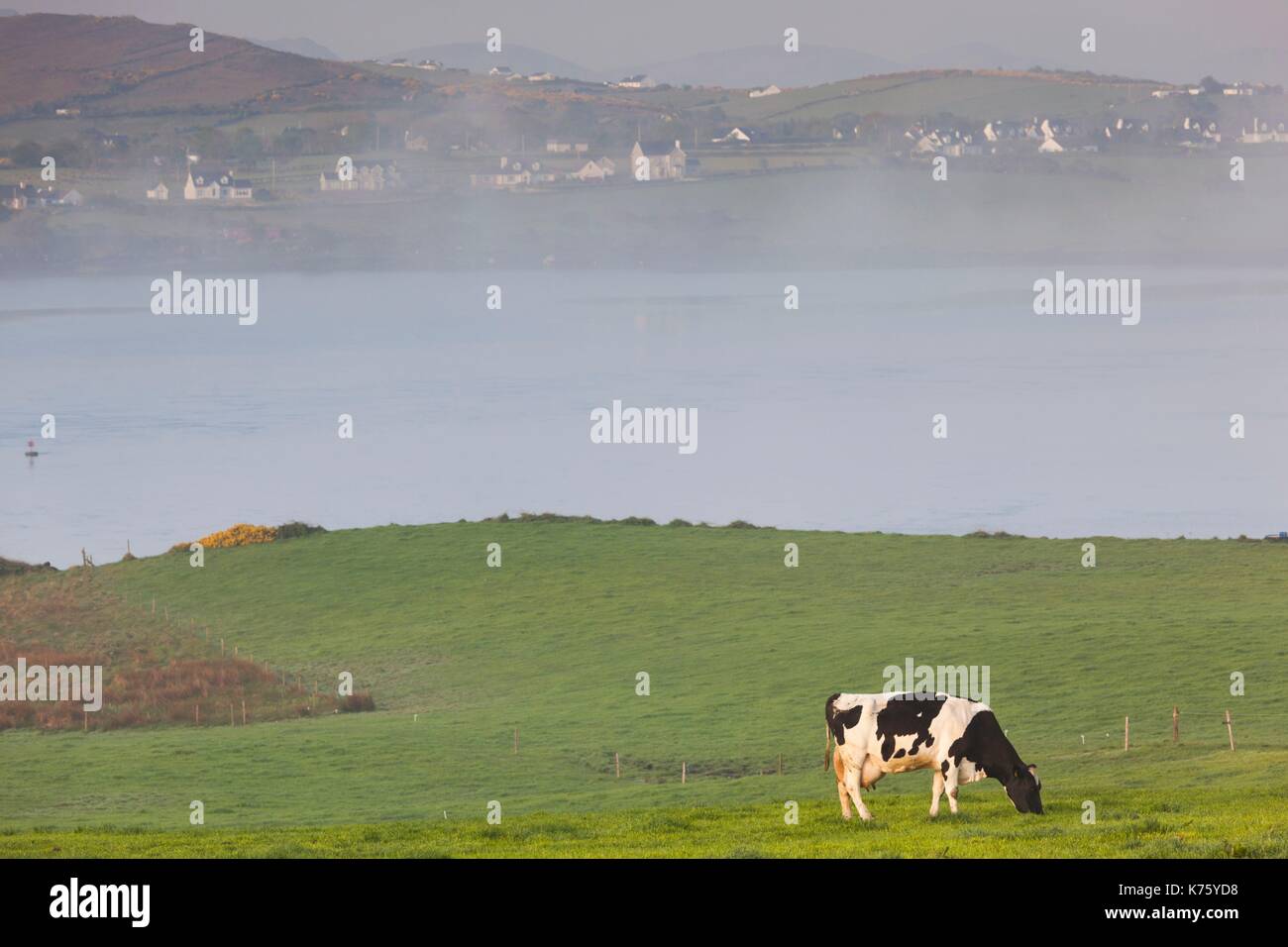 Ireland, County Donegal, Fanad Peninsula, Carrigart, cow and fog Stock ...