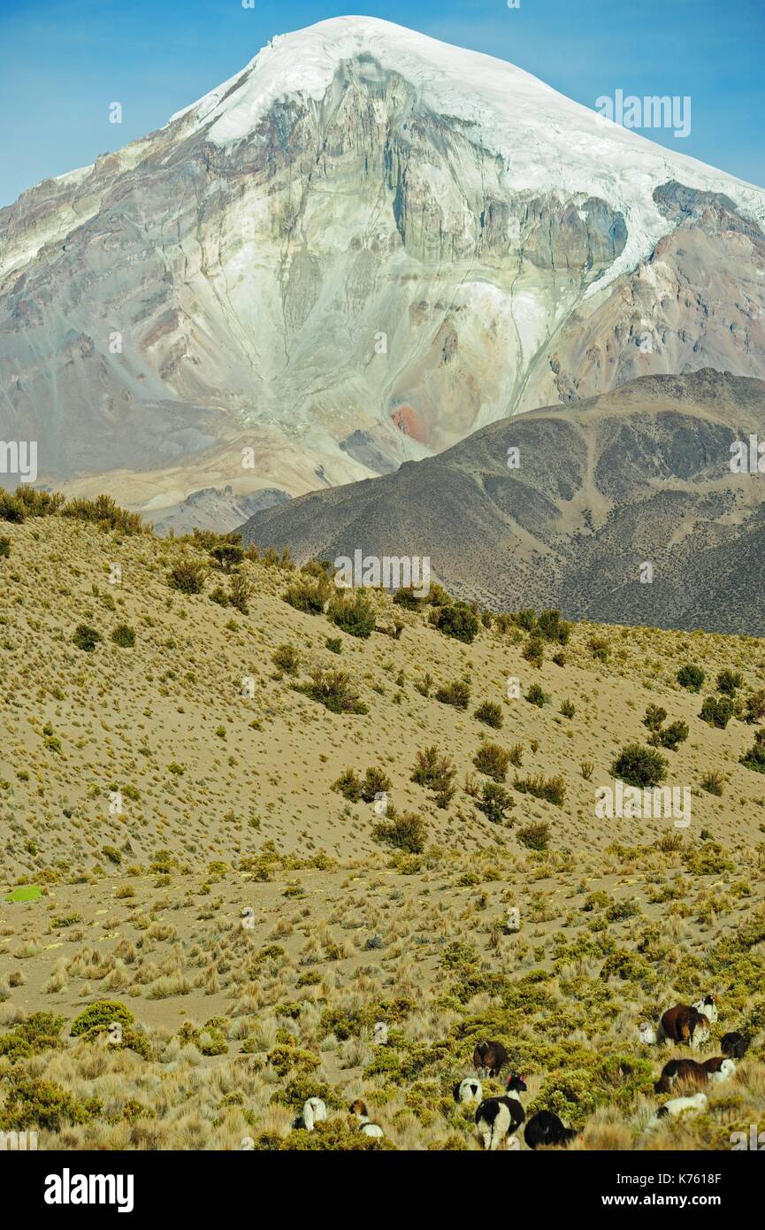Bolivia, Sajama National Park, Snowcapped volcano Sajama Stock Photo ...