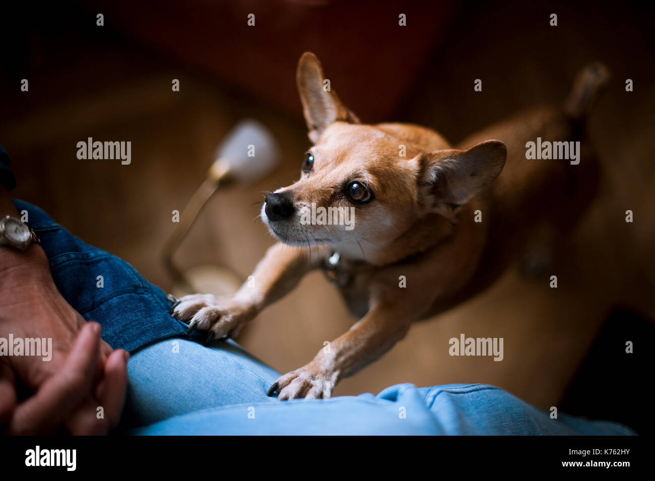 Hungry dog hi-res stock photography and images - Alamy