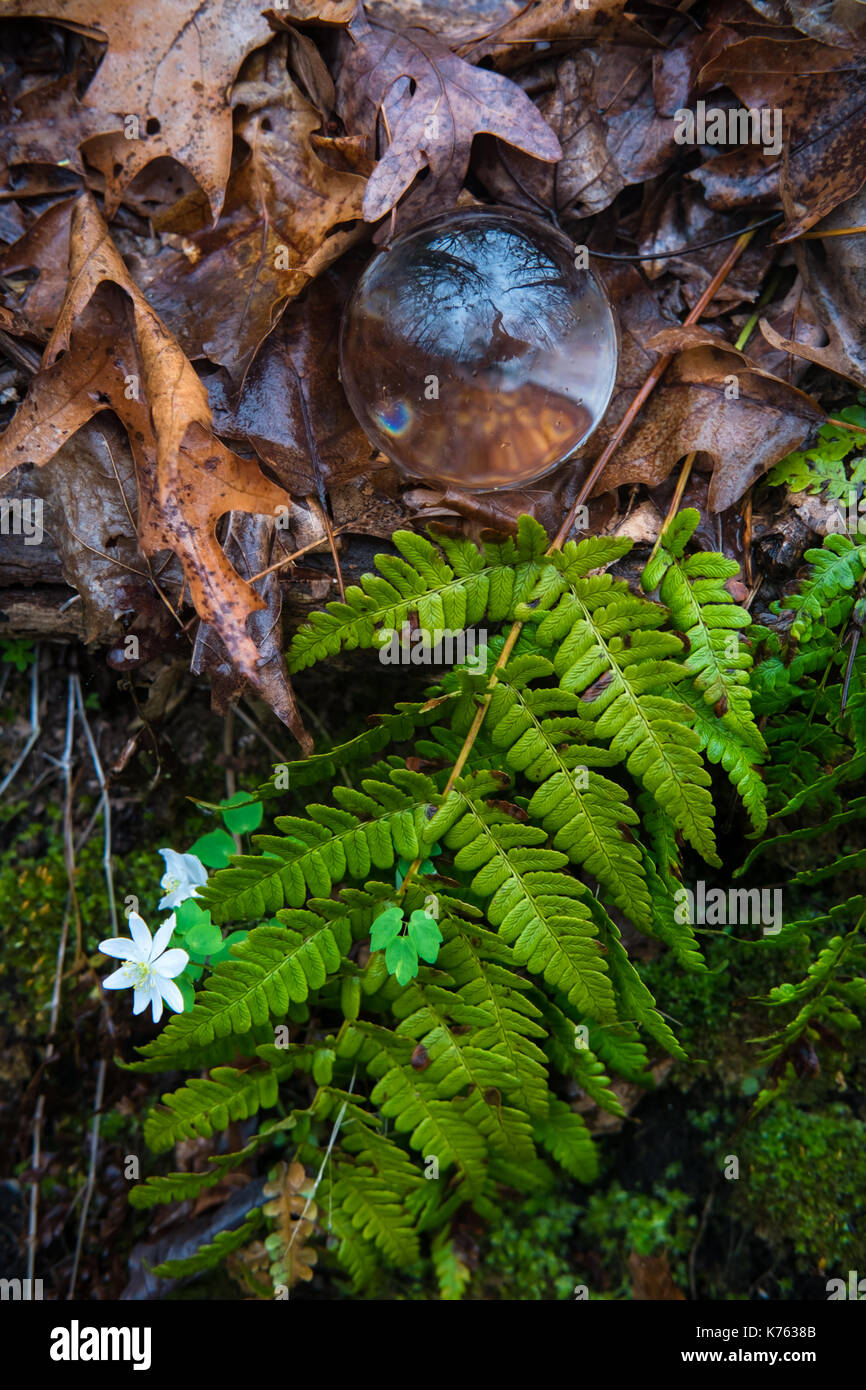 Fortune tellers magic glass crystal ball in spring forest Stock Photo ...