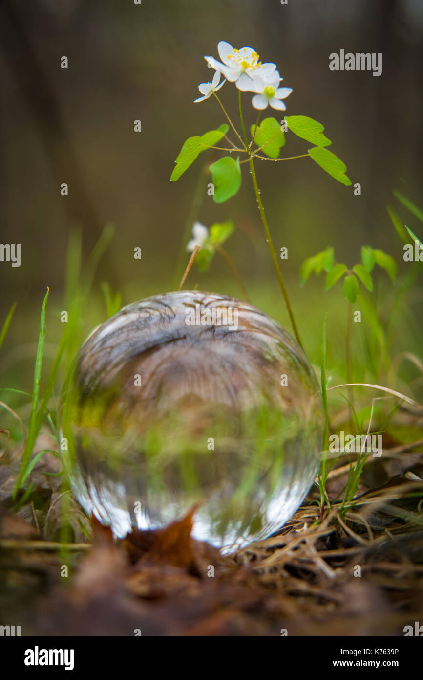 Fortune tellers magic glass crystal ball in spring forest Stock Photo ...