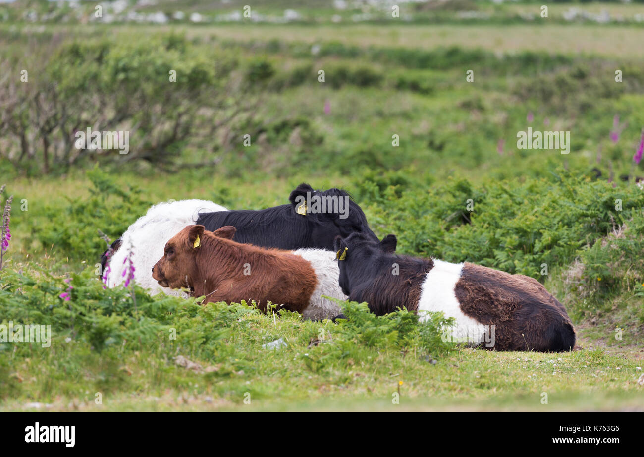 Perfect farm cows on a green meadow field Stock Photo - Alamy