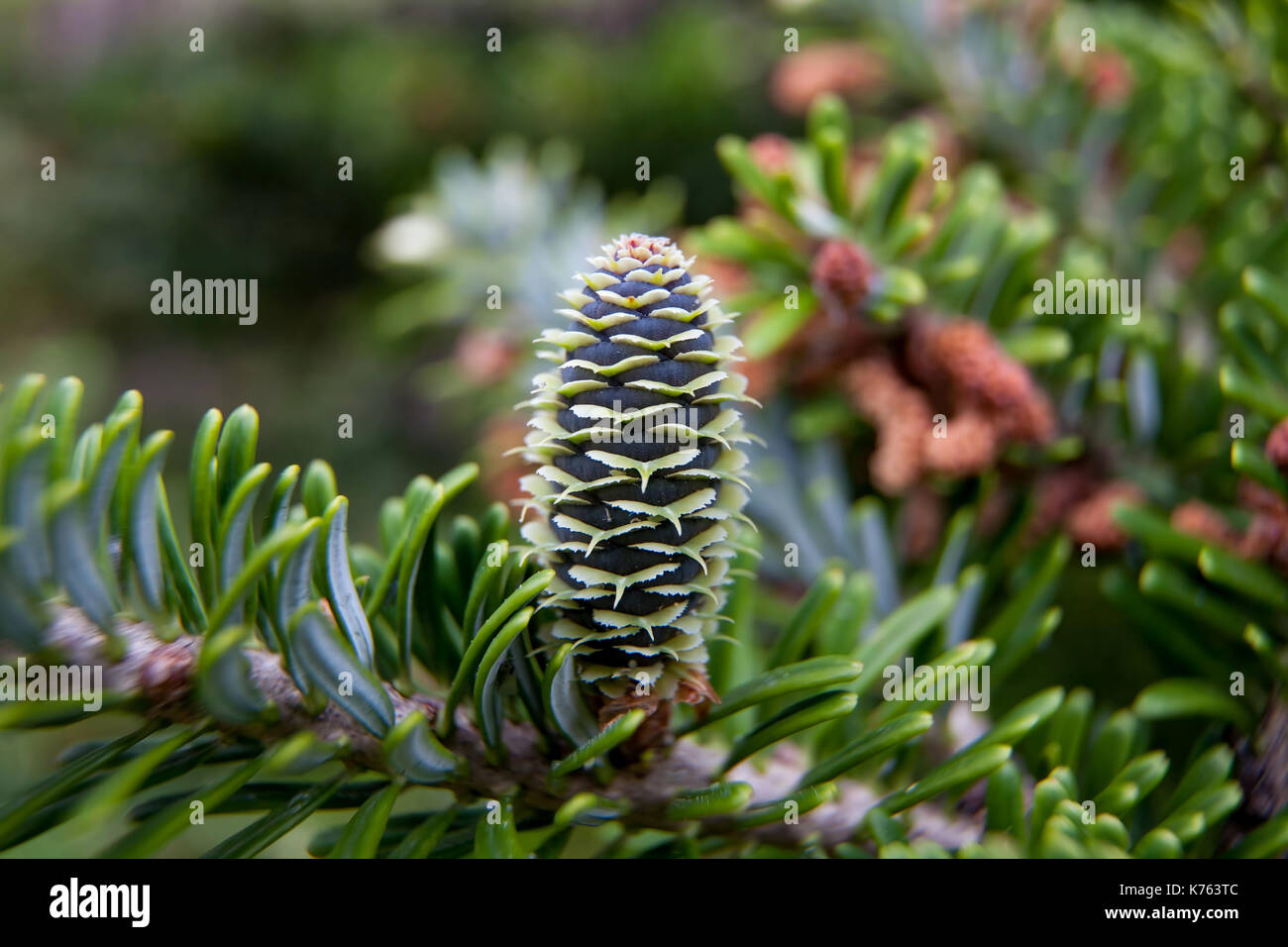Rare conifers: Korean fir. Cones of the fir. Macro Stock Photo - Alamy
