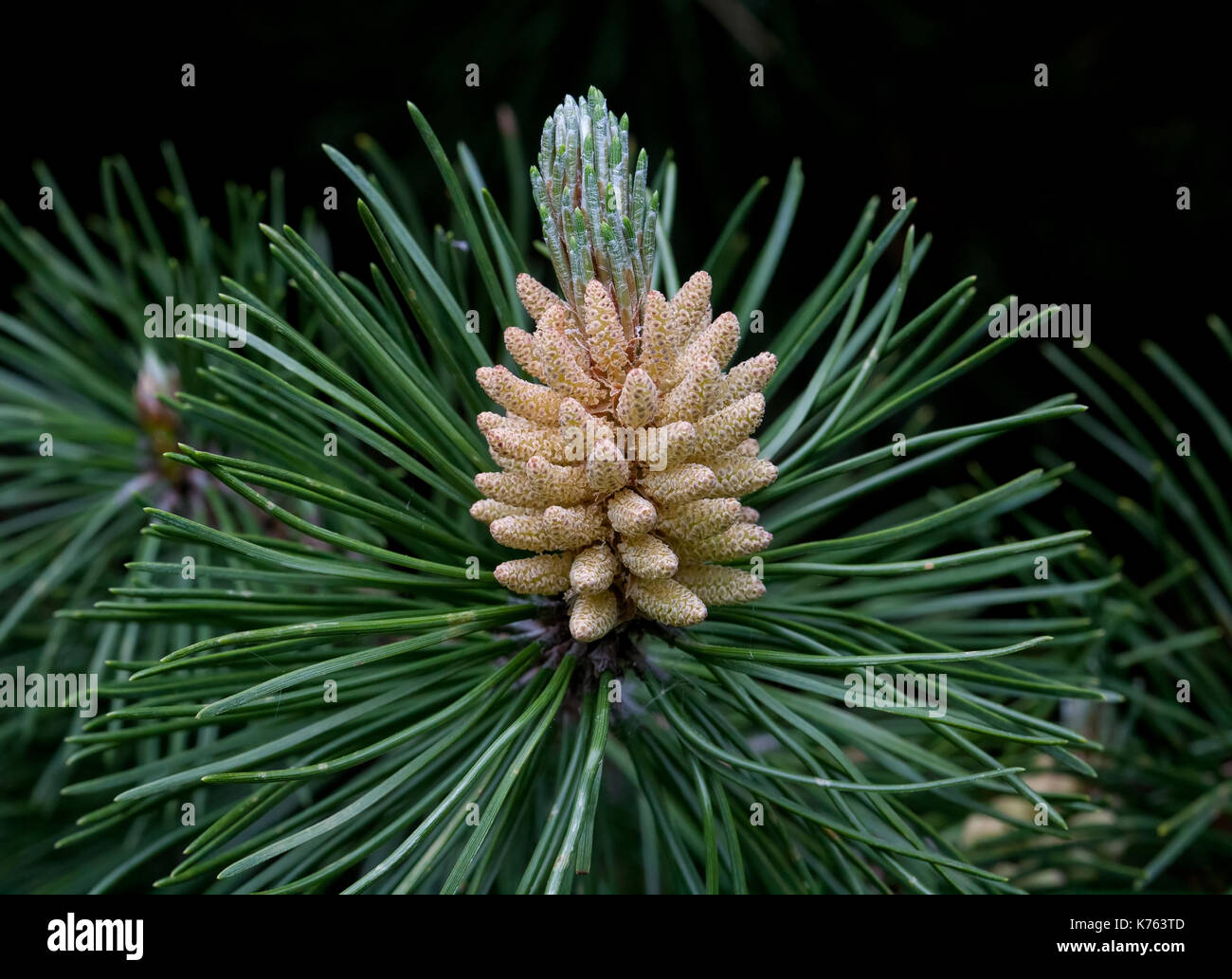 Candle like trees hi-res stock photography and images - Alamy