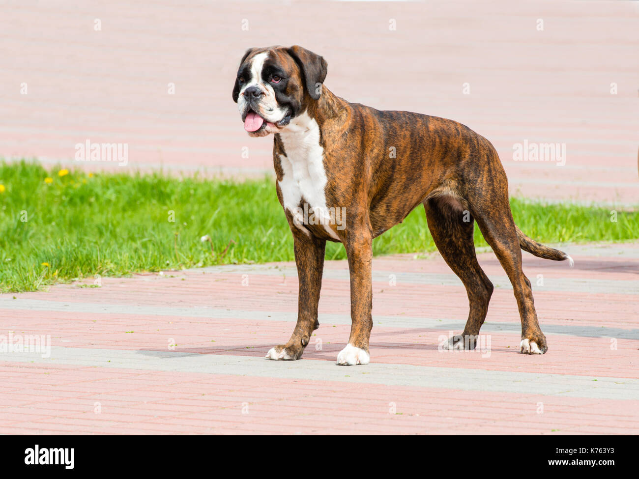 Tiger with fawn hi-res stock photography and images - Alamy