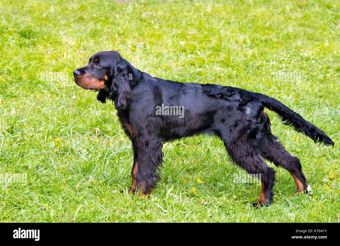 Gordon Setter stands. The Gordon Setter is on the grass Stock Photo - Alamy