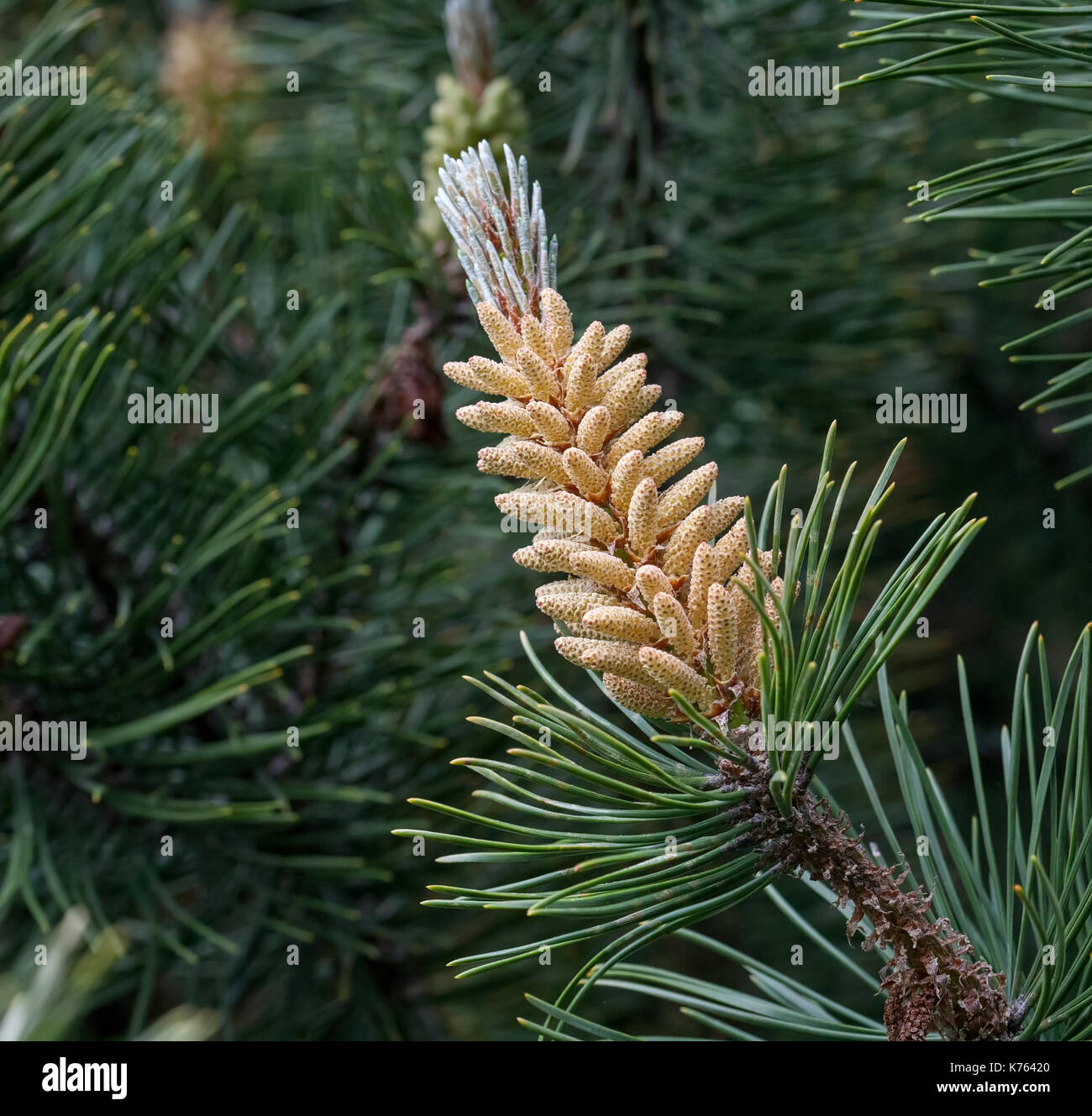 The miracles that we don't notice... Pine flower looks like a tropical ...