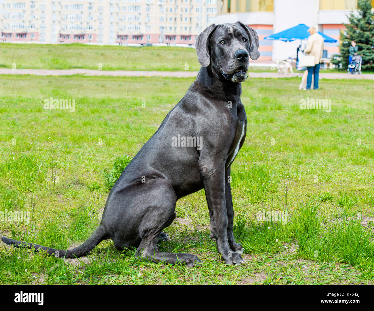 Great Dane seats. The Blue color Great Dane is on the grass Stock Photo ...