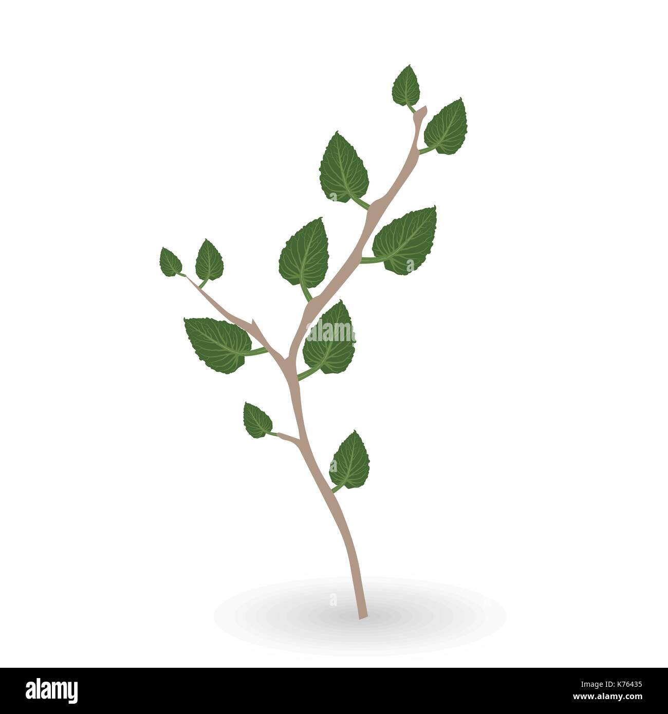 Colorful naturalistic green leaves on branch. Vector Illustration Stock ...