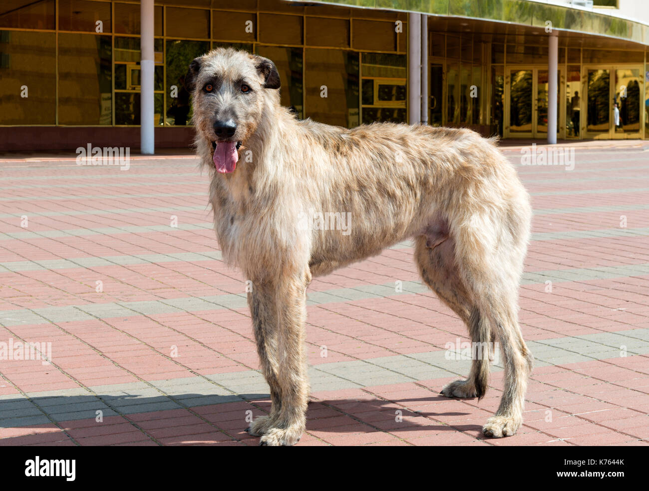 Irish Wolfhound in profile. The Irish Wolfhound stands in park Stock ...