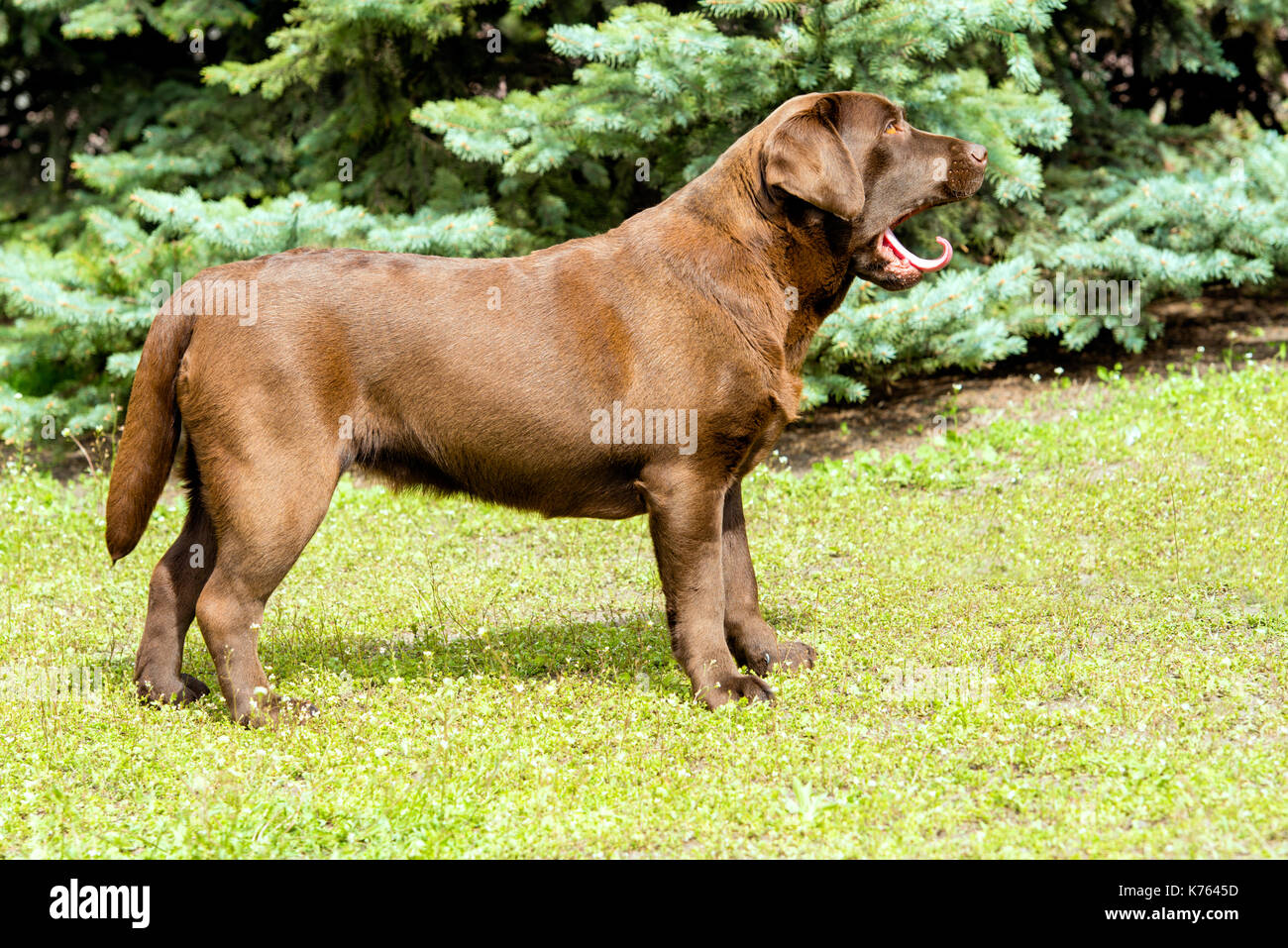 Autism assistance dog hi-res stock photography and images - Alamy