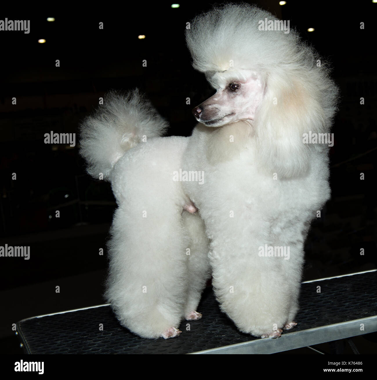 Miniature Poodle looks back. The Miniature Poodle looks back on the ...
