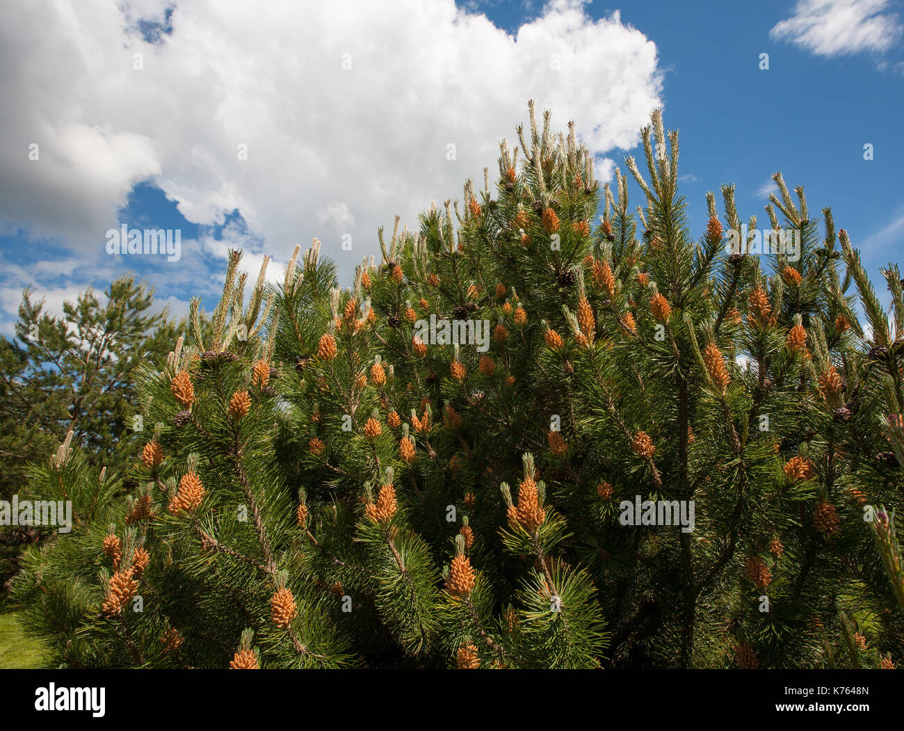 Flower Pinus montana (Pinus Mugo), blooming female cone on the ...
