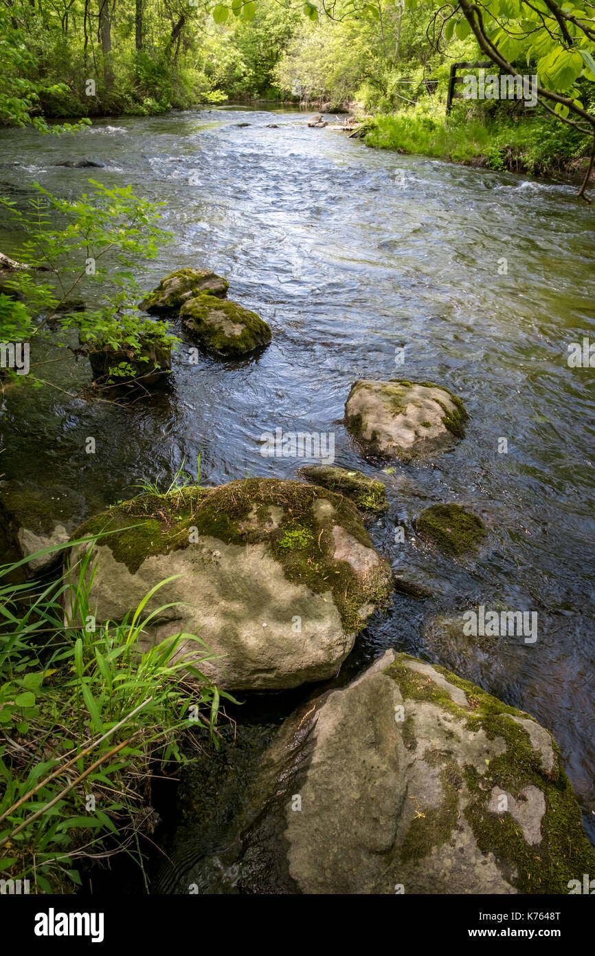 Beautiful summer stream deep in the woods with green leaves Stock Photo ...