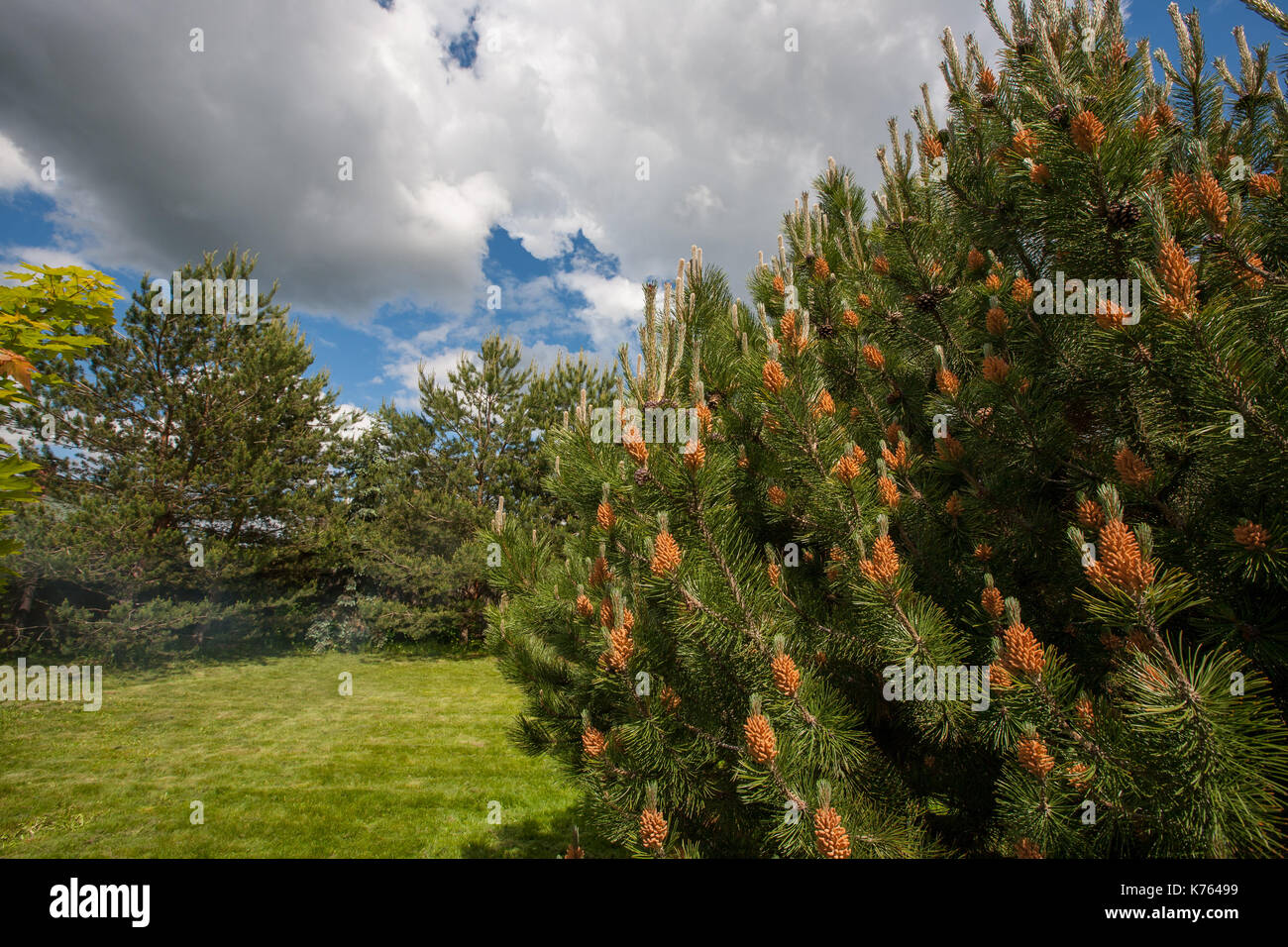 Flower Pinus montana (Pinus Mugo), blooming female cone on the ...