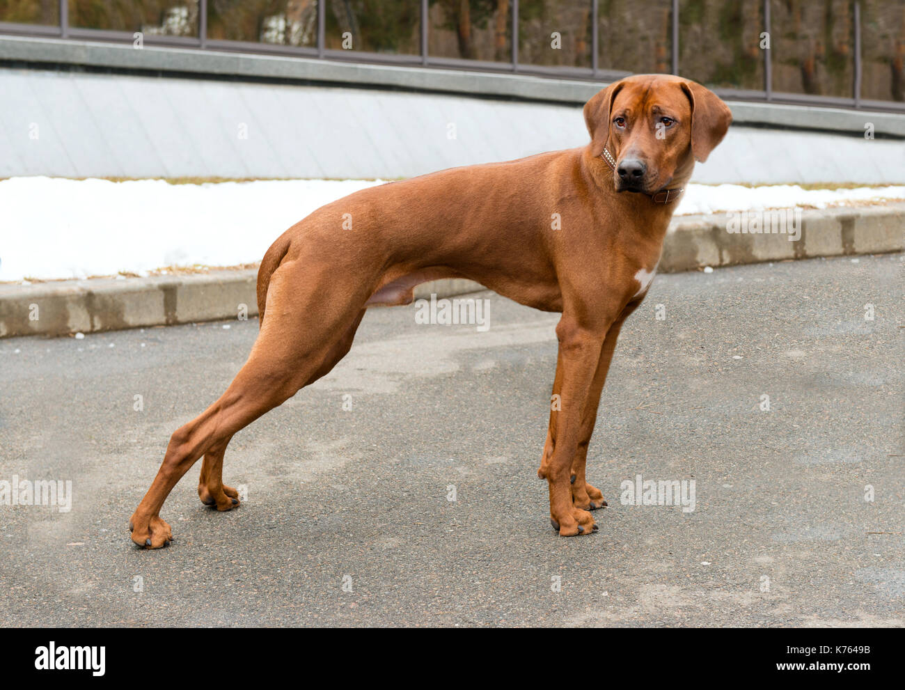 Dog Rhodesian Ridgeback African Lion Stock Photos & Dog Rhodesian ...