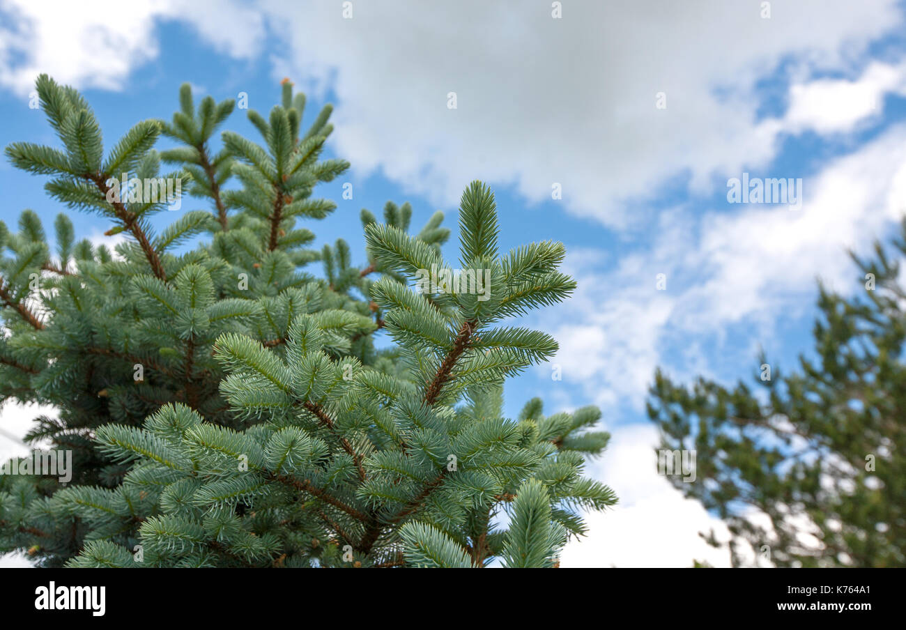 Rare species of trees - blue spruce (Picea pungens) on the background ...
