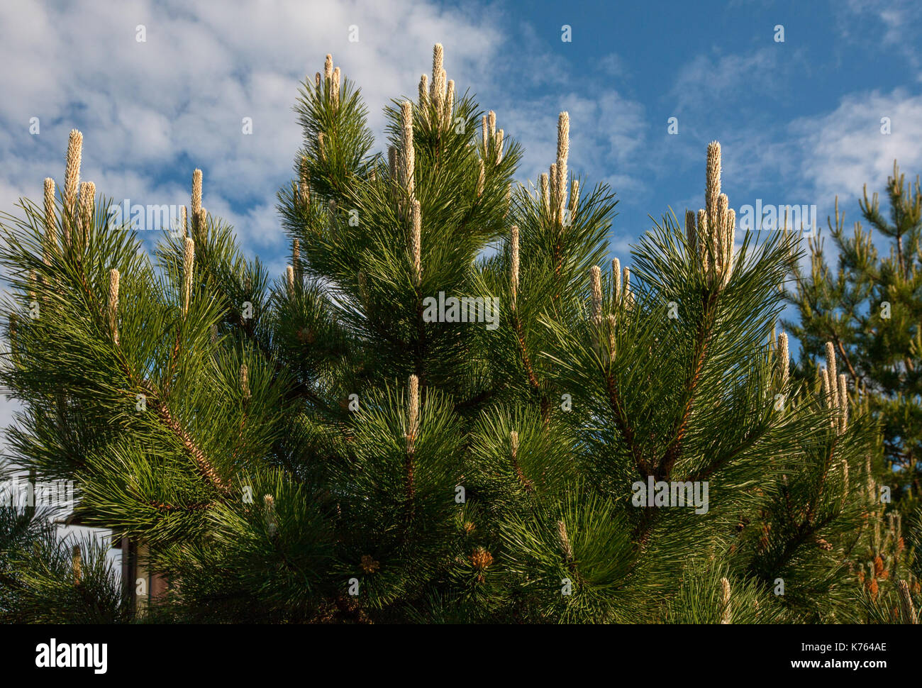 Flower Pinus montana (Pinus Mugo), blooming female cone on the ...