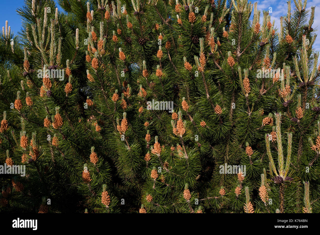 Conifers cone flower hi-res stock photography and images - Alamy