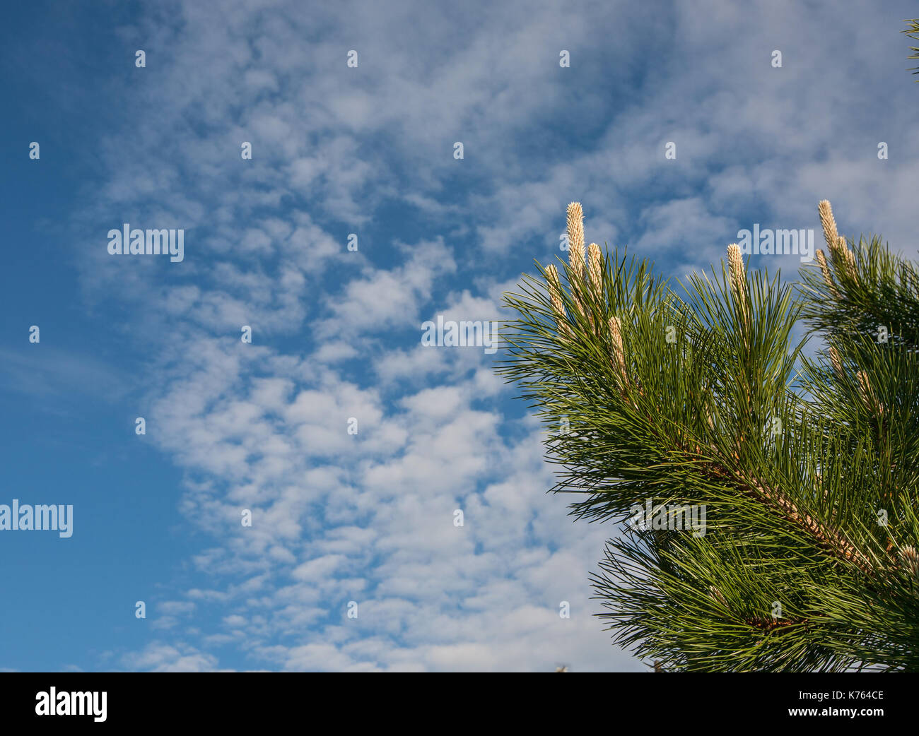 Flower Pinus montana (Pinus Mugo), blooming female cone on the ...