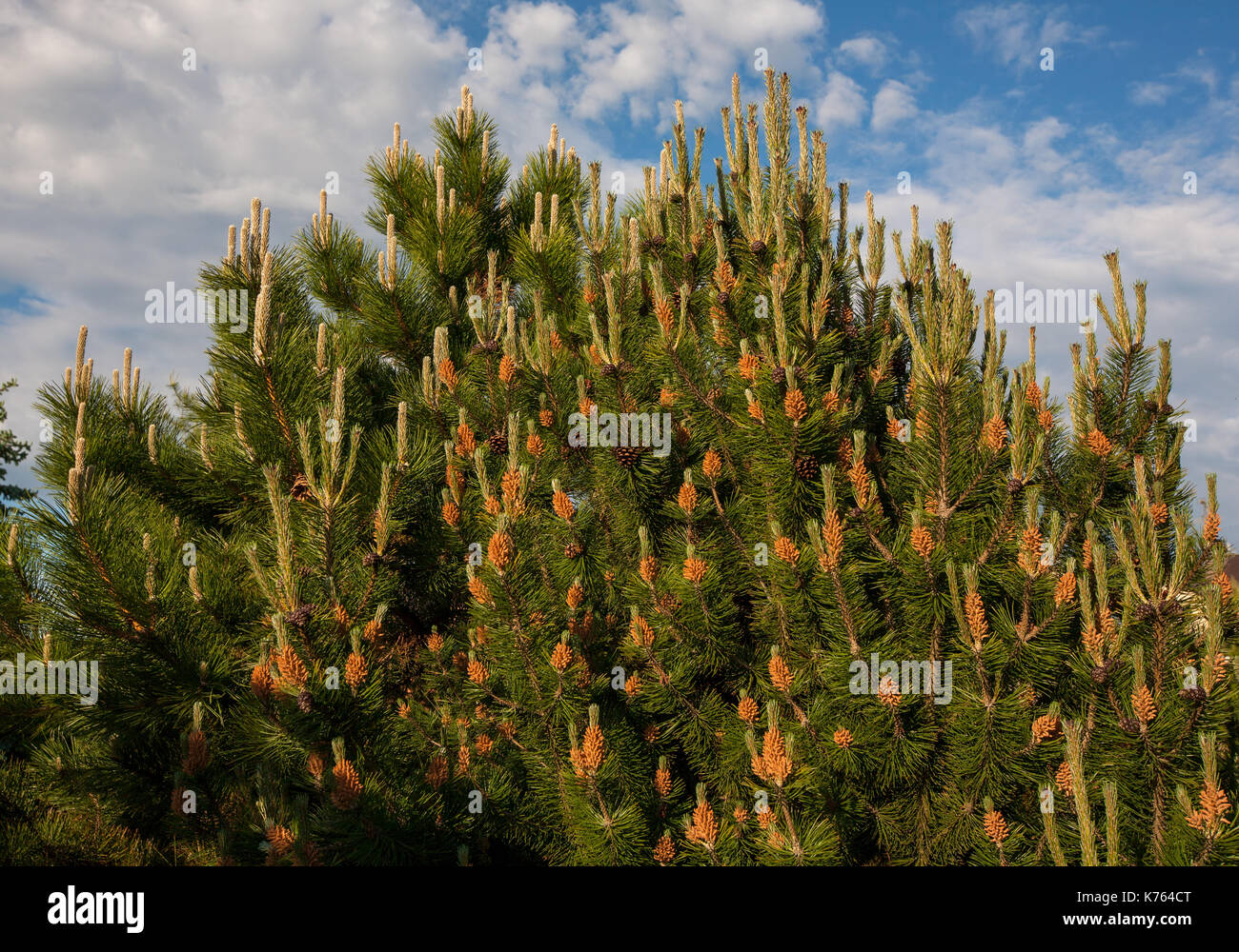 Flower Pinus montana (Pinus Mugo), blooming female cone on the ...