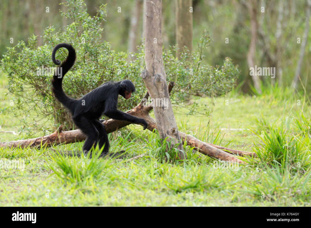 Atlantic forest spider hi-res stock photography and images - Alamy