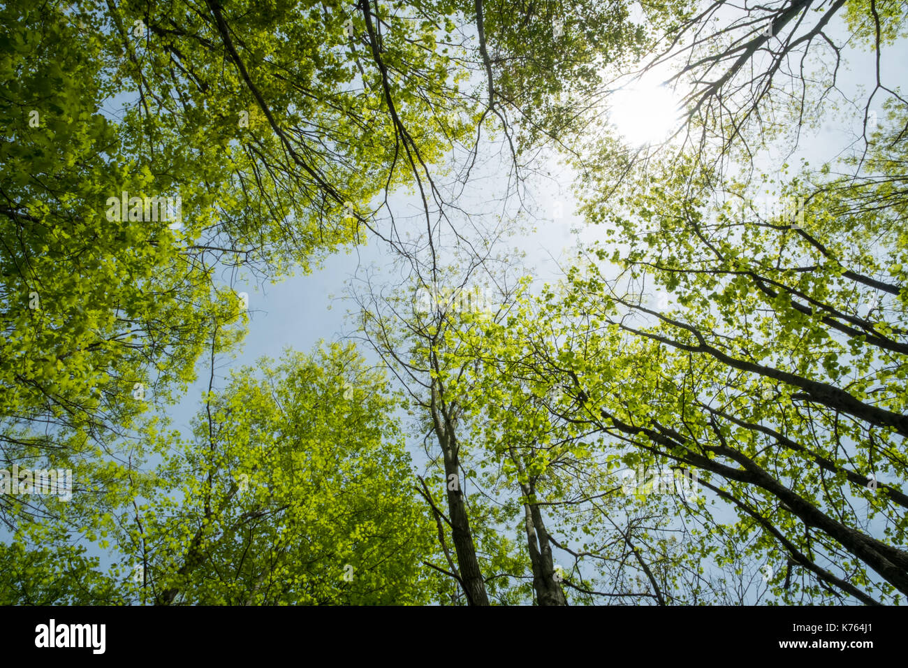 Green treetops against a beautiful blue summer sky Stock Photo - Alamy
