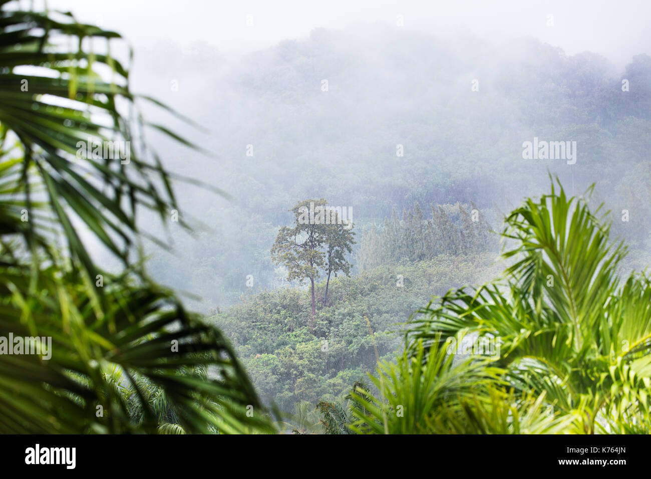 Tropic forest in rain and white mist fog Stock Photo - Alamy