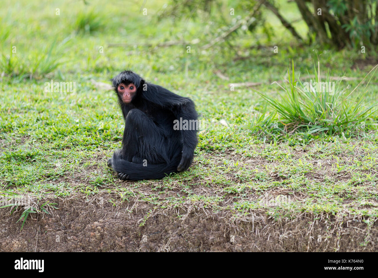 Atlantic forest spider hi-res stock photography and images - Alamy