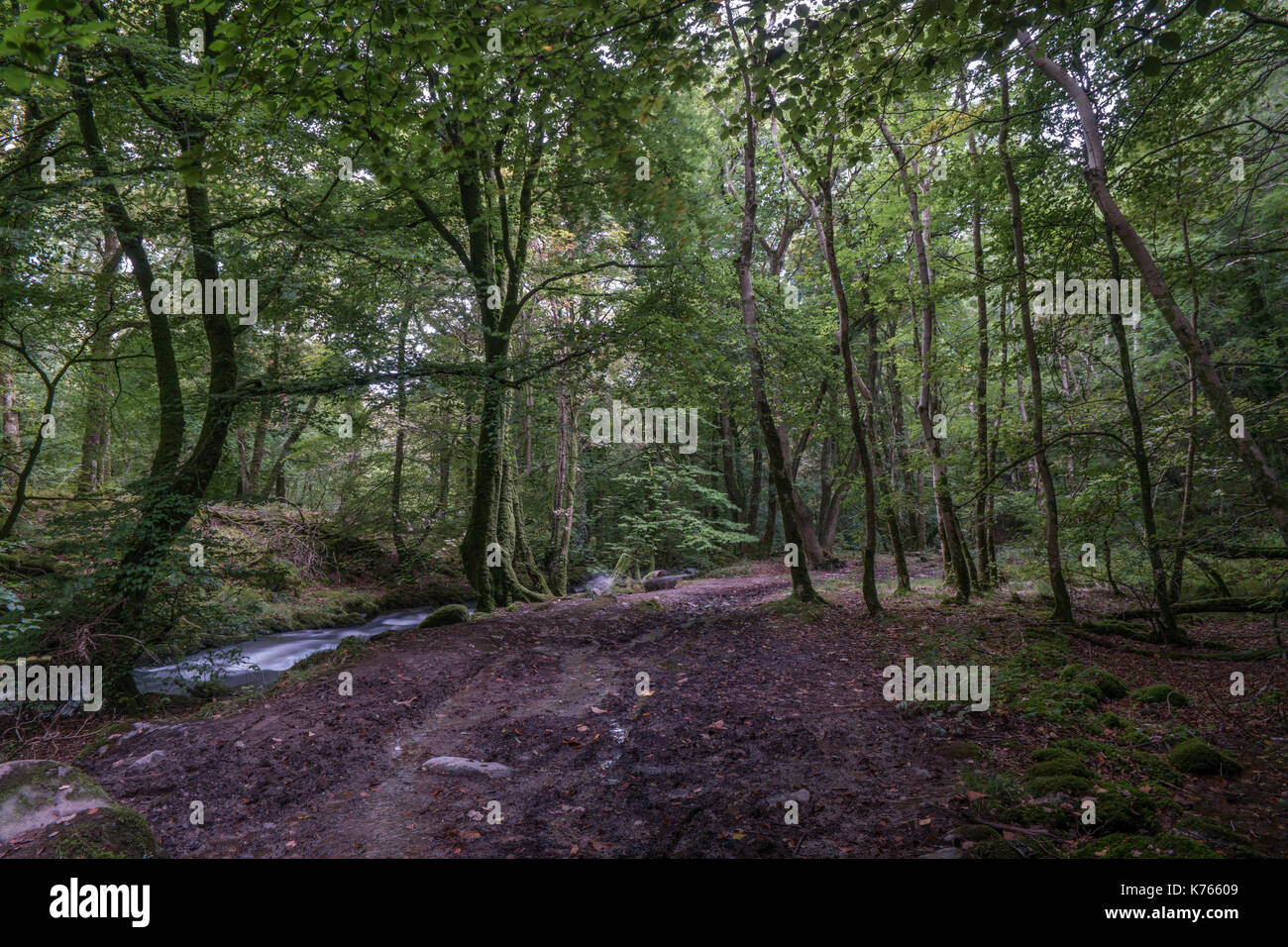 Path in a forest with stream Stock Photo - Alamy