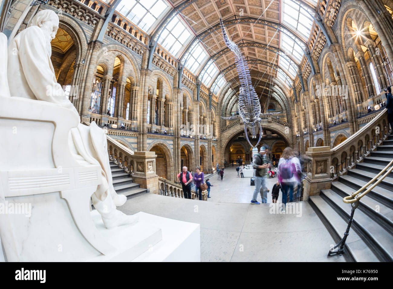 Blue whale skeleton hanging in the hall at the natural history museum ...