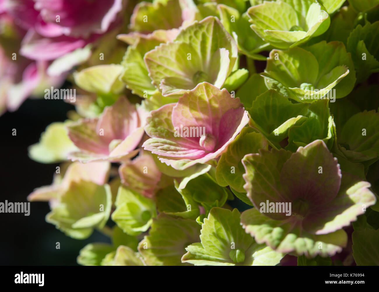 Pink and green hydrangea flowers close-up Stock Photo - Alamy