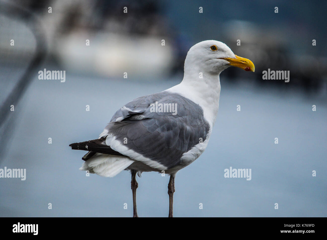 Seagull red beak hi-res stock photography and images - Alamy