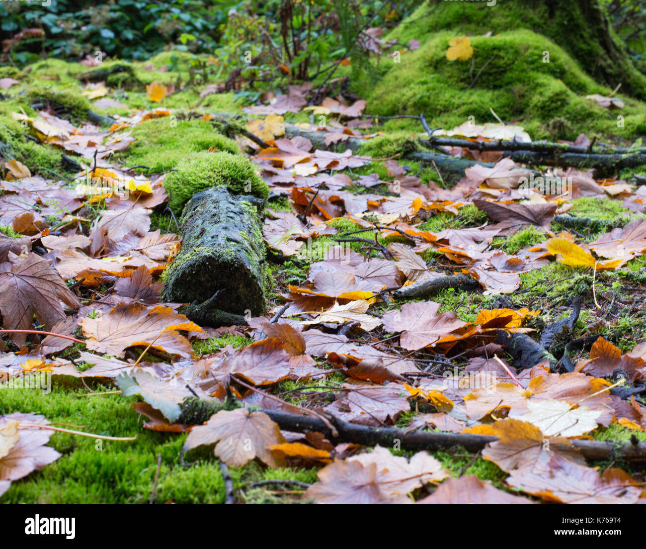 Moss scene hi-res stock photography and images - Alamy